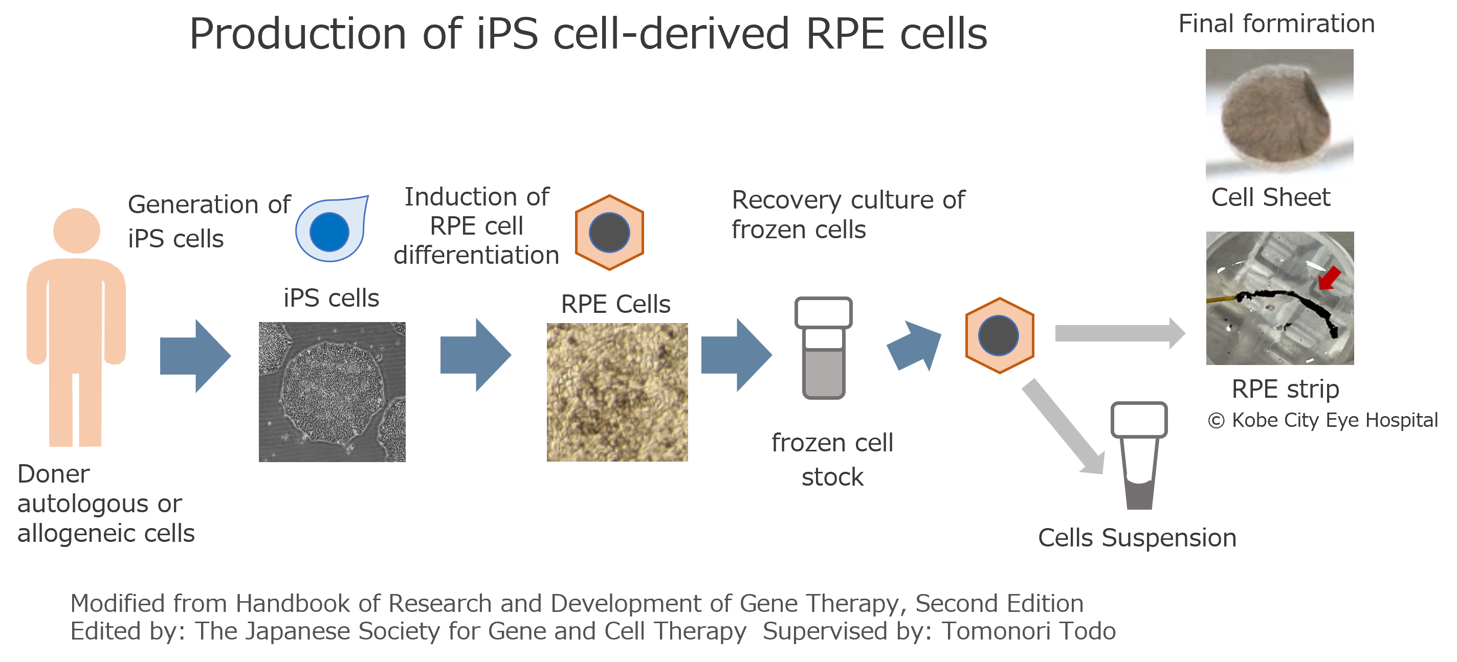 Science | 株式会社 VC Cell Therapy